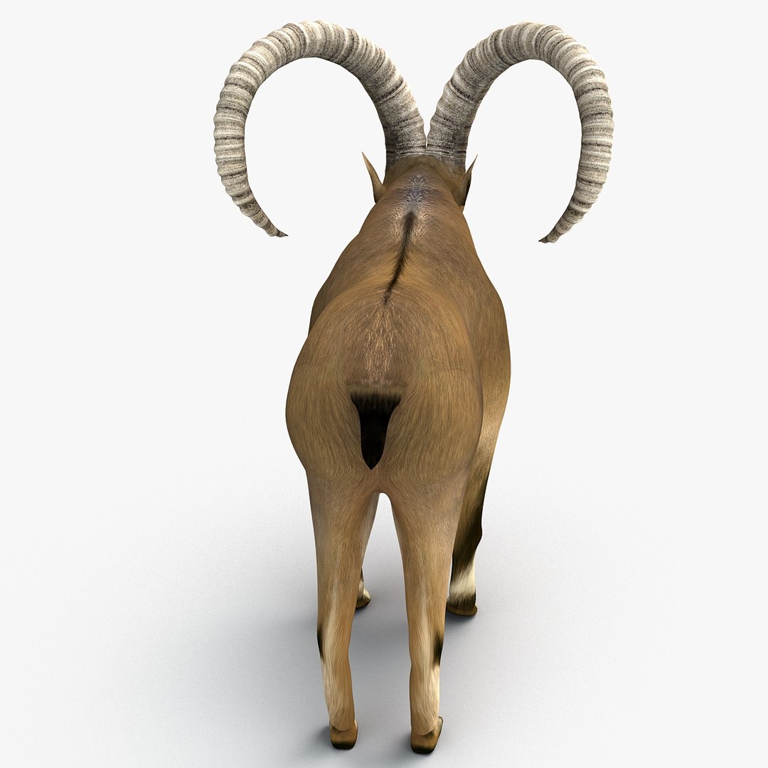 3d Model Ibex