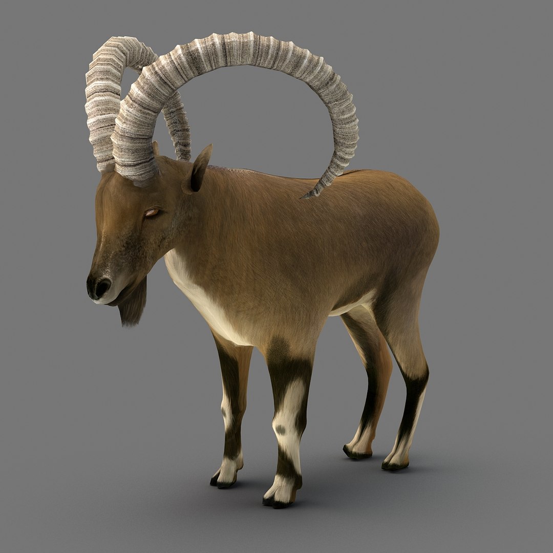 3d Model Ibex
