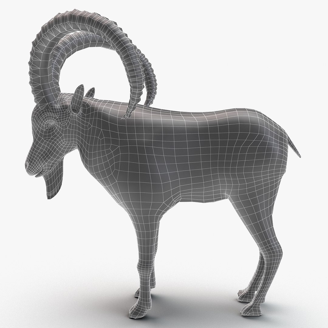 3d Model Ibex