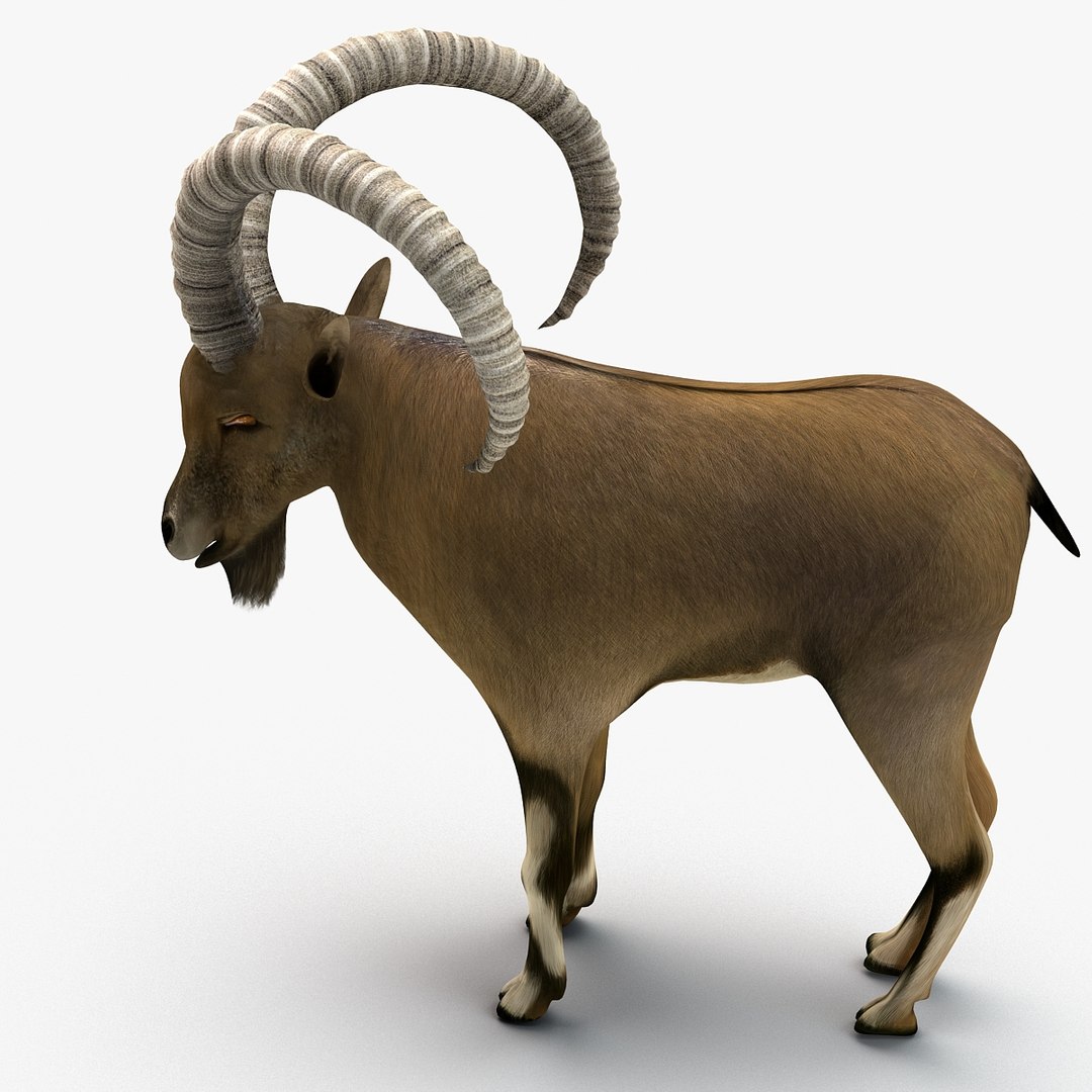 3d Model Ibex