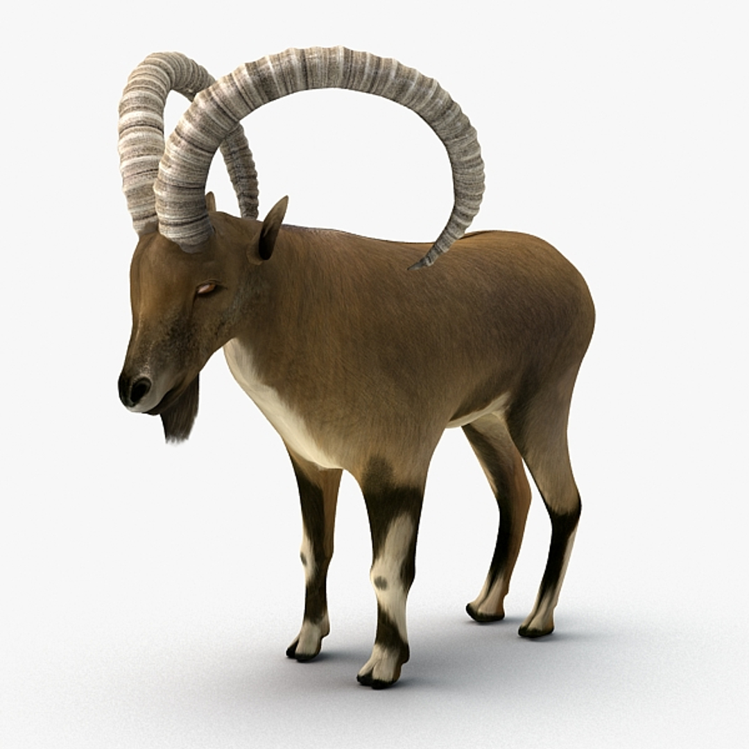 3d Model Ibex