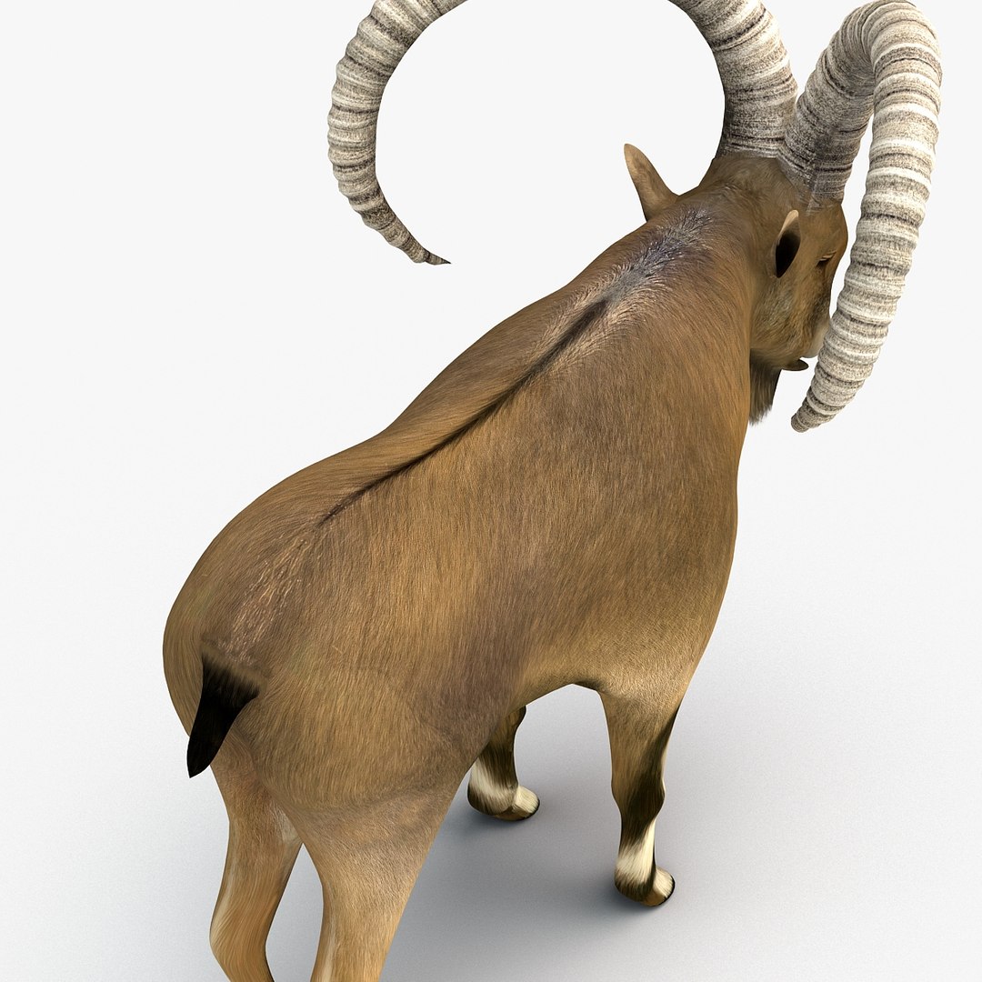 3d Model Ibex