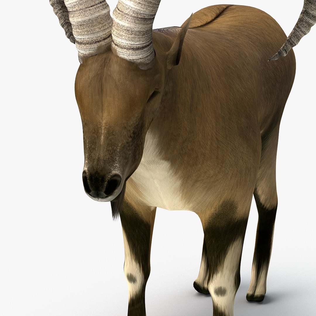3d Model Ibex