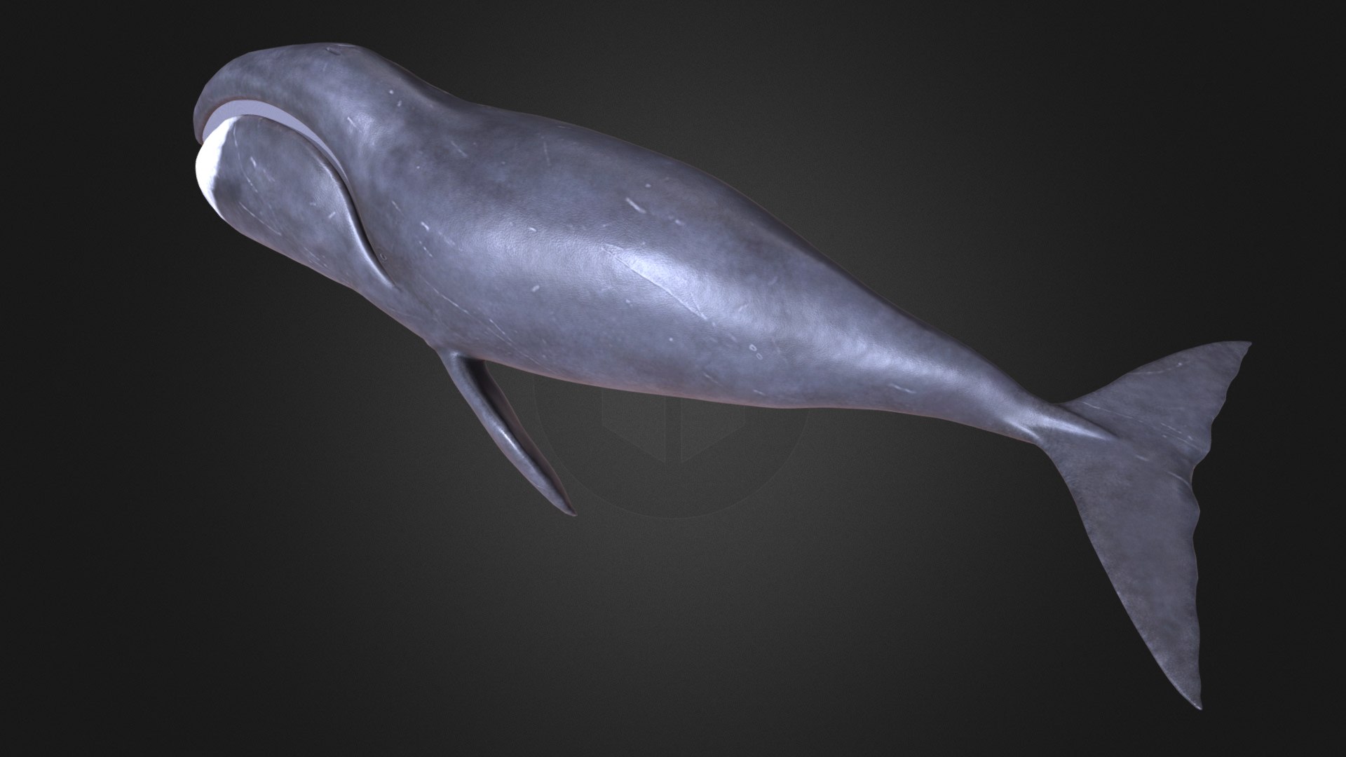 Bowhead Whale 3D Model - TurboSquid 1425932