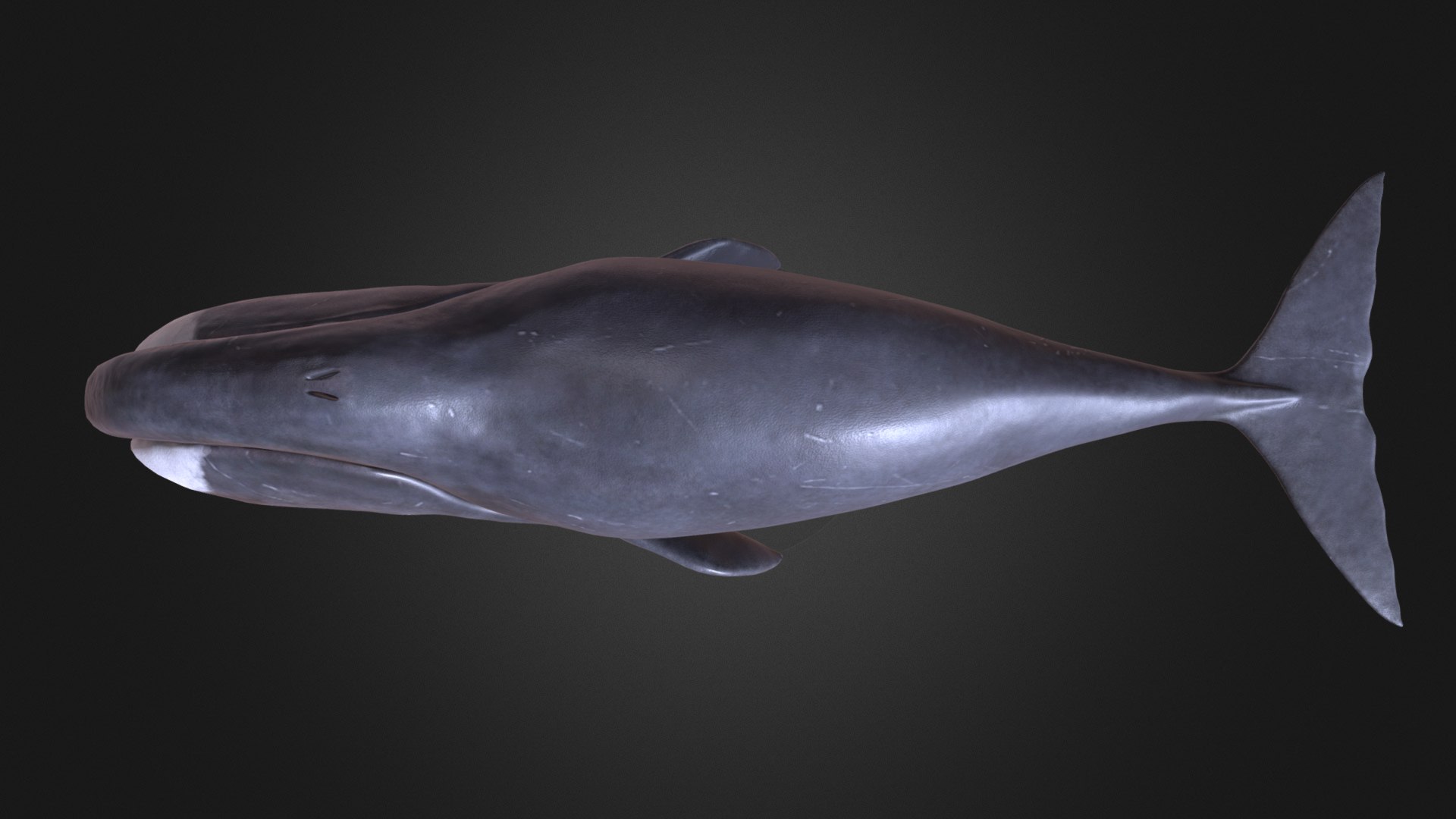 Bowhead Whale 3D Model - TurboSquid 1425932