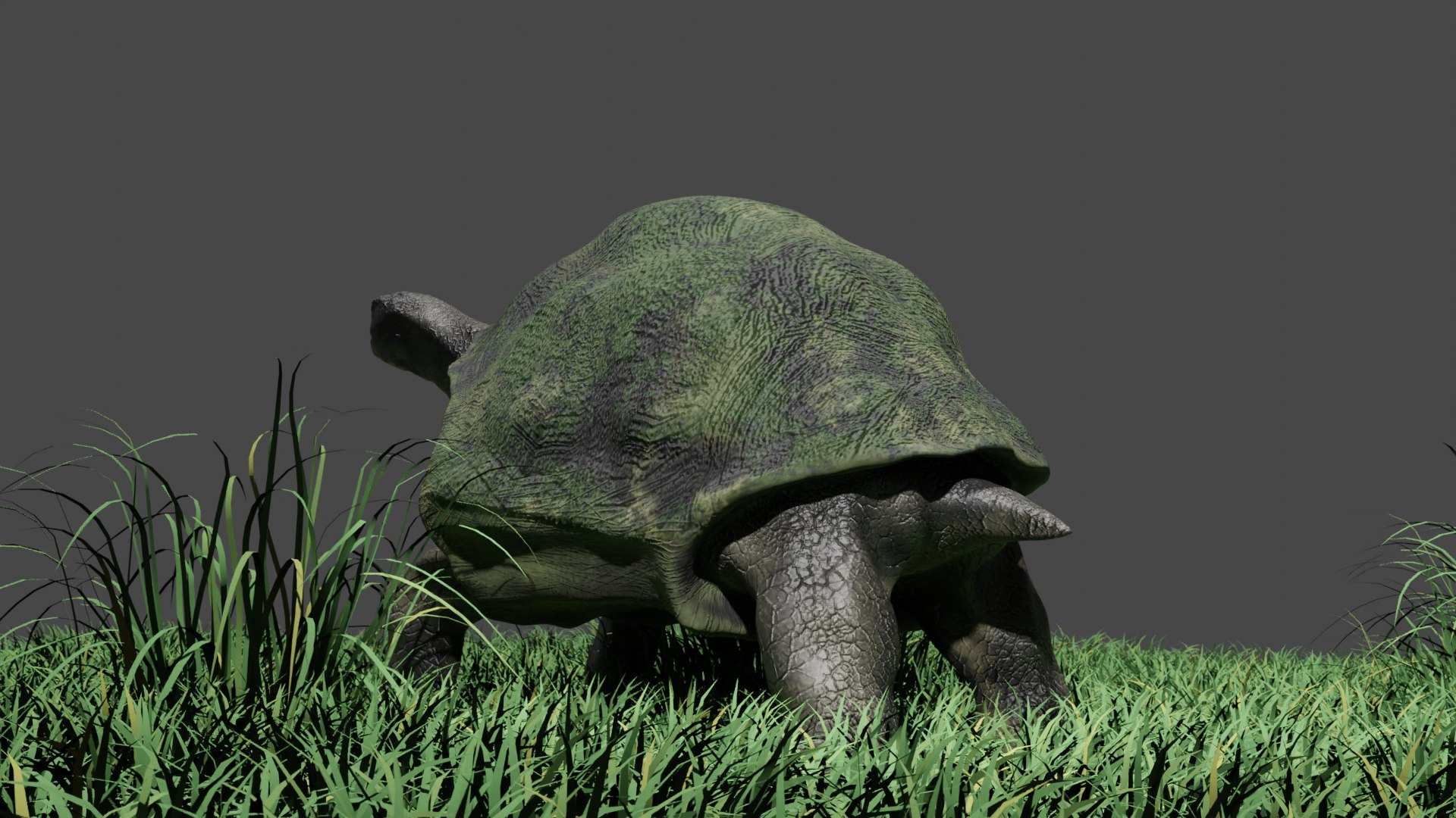 Galapagos Giant Turtle Model - TurboSquid 2039961