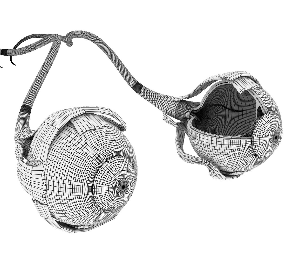 eye anatomy inner structure 3ds