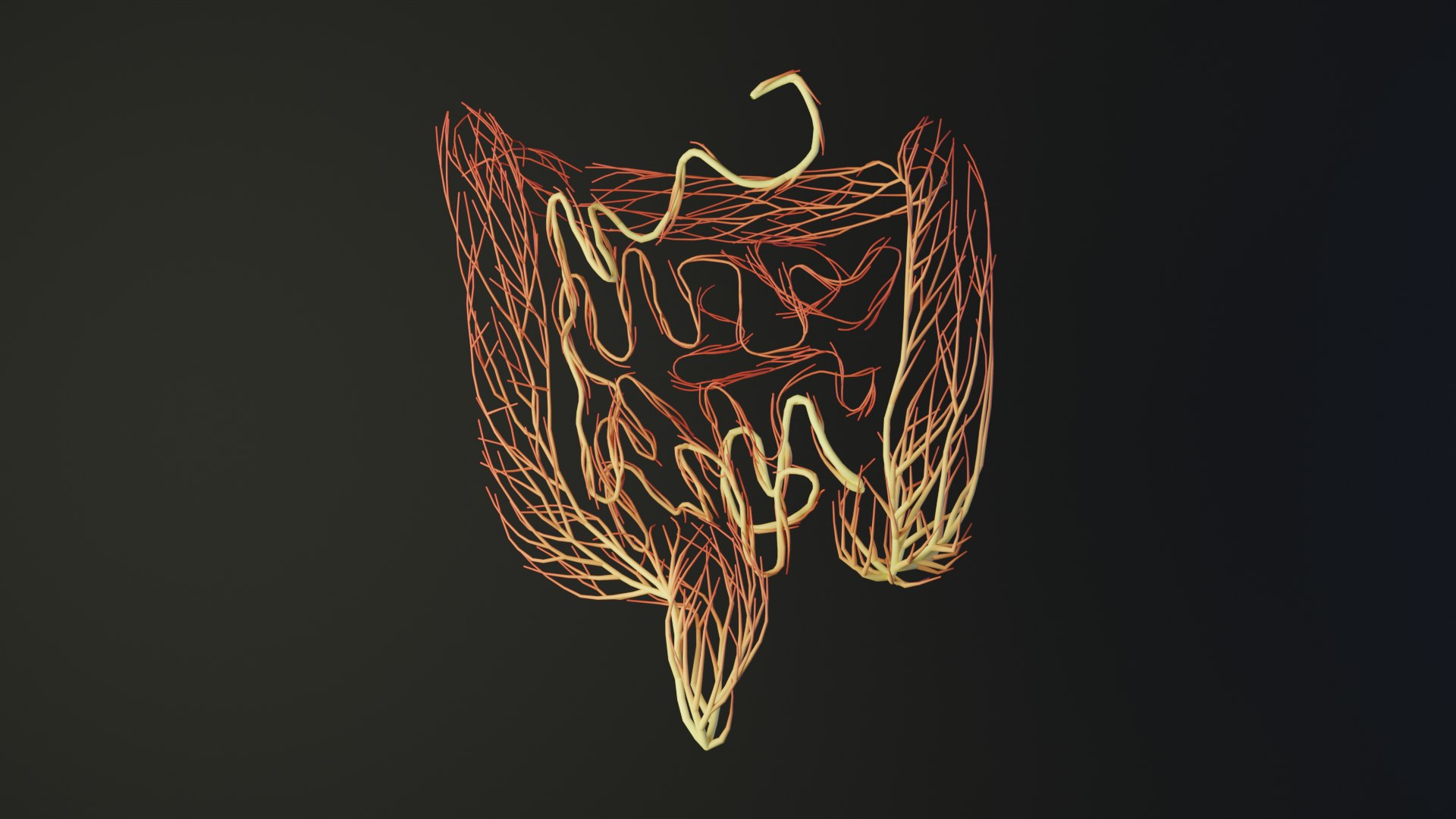 3D Model Human Intestines Unrolling Growing Animation - TurboSquid 1978679