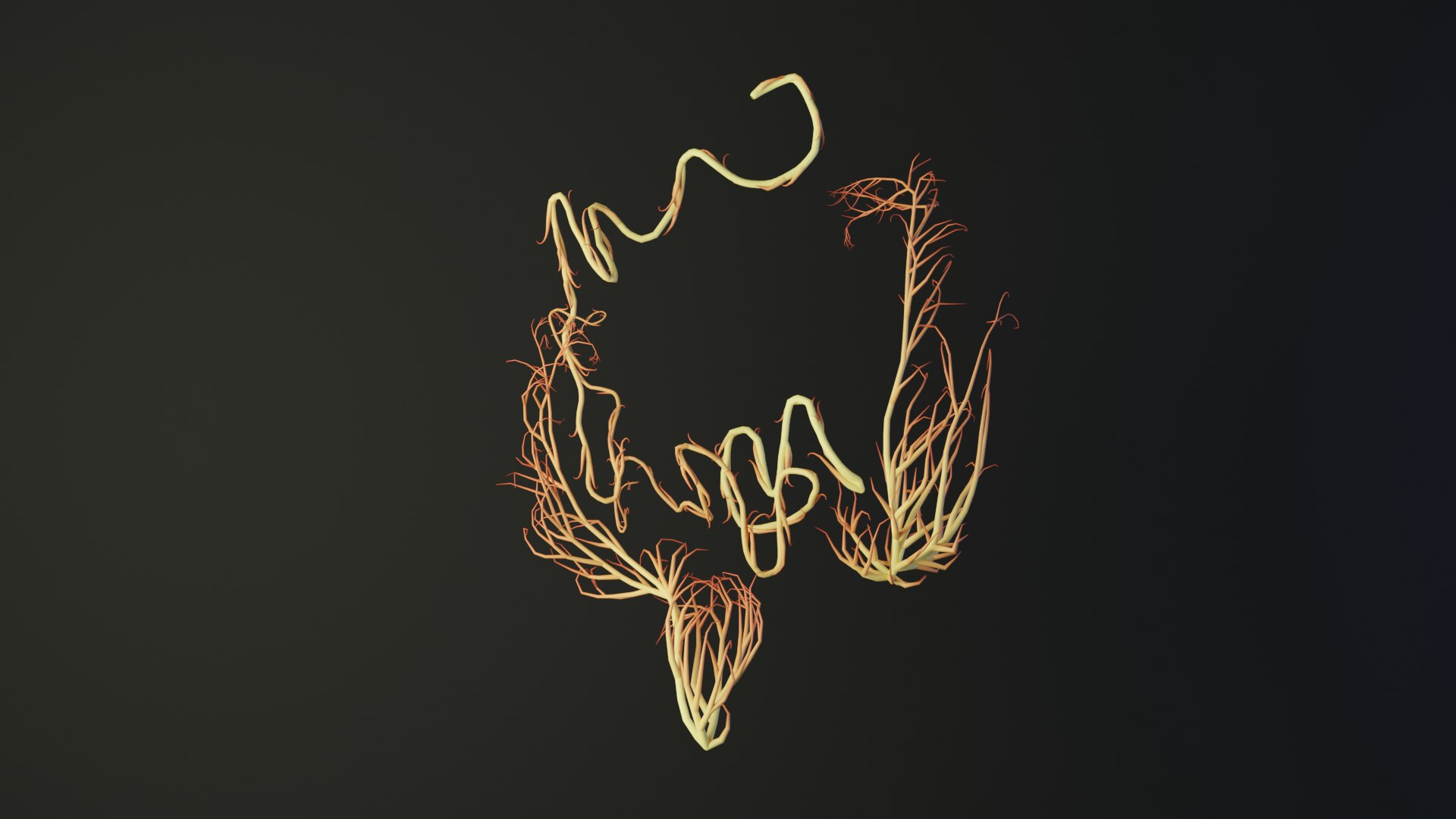 3D Model Human Intestines Unrolling Growing Animation - TurboSquid 1978679