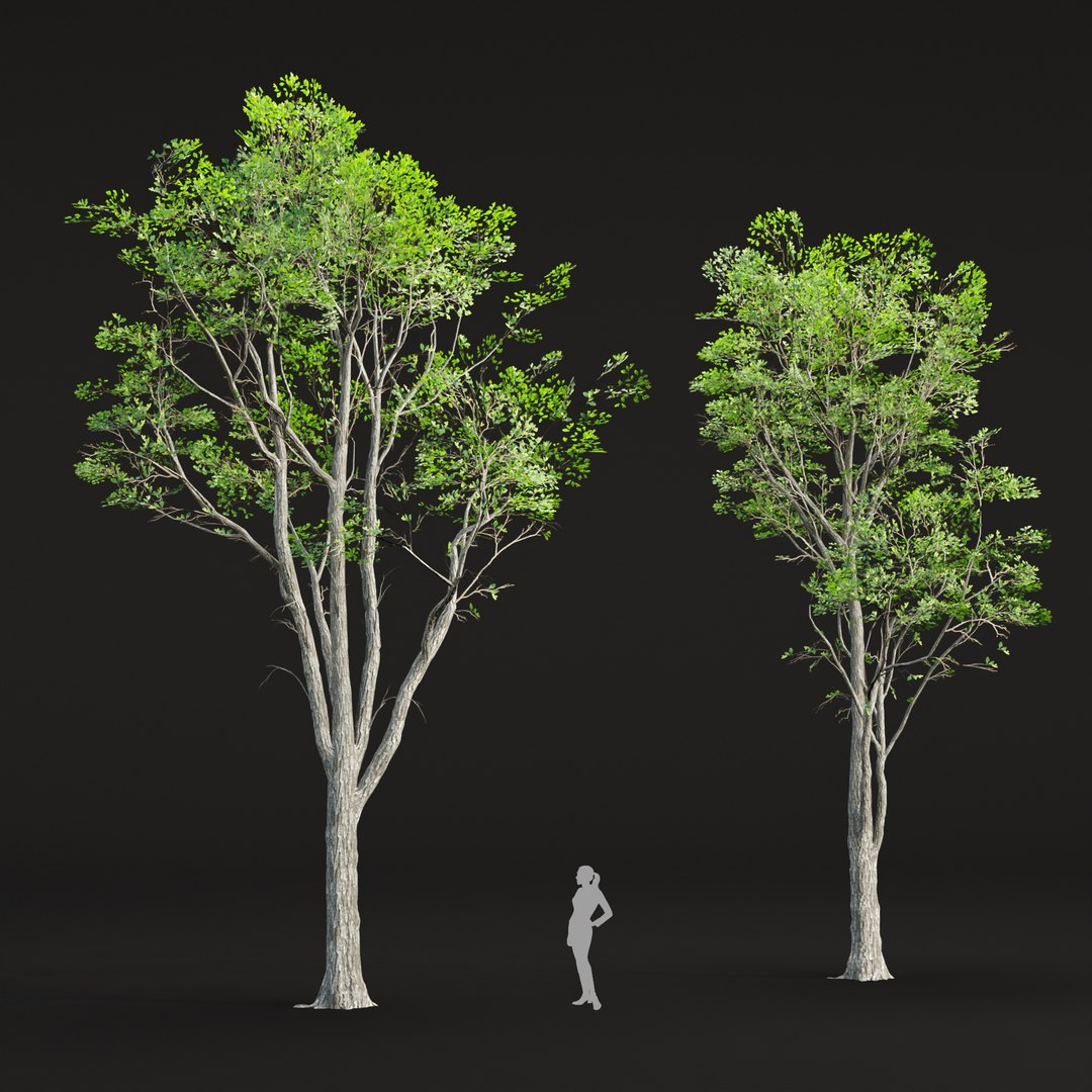 3D Oak Trees Collection Vol 2-Blender-3dmodel - TurboSquid 2267535