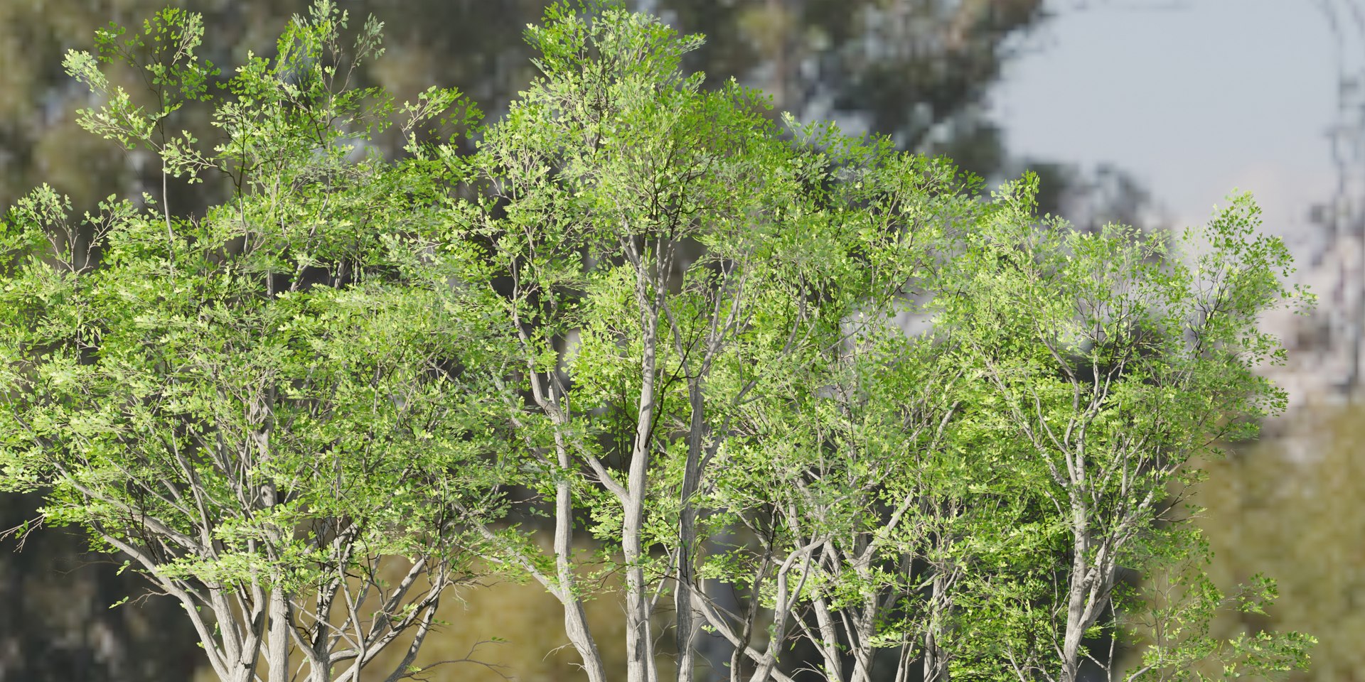 3D Oak Trees Collection Vol 2-Blender-3dmodel - TurboSquid 2267535