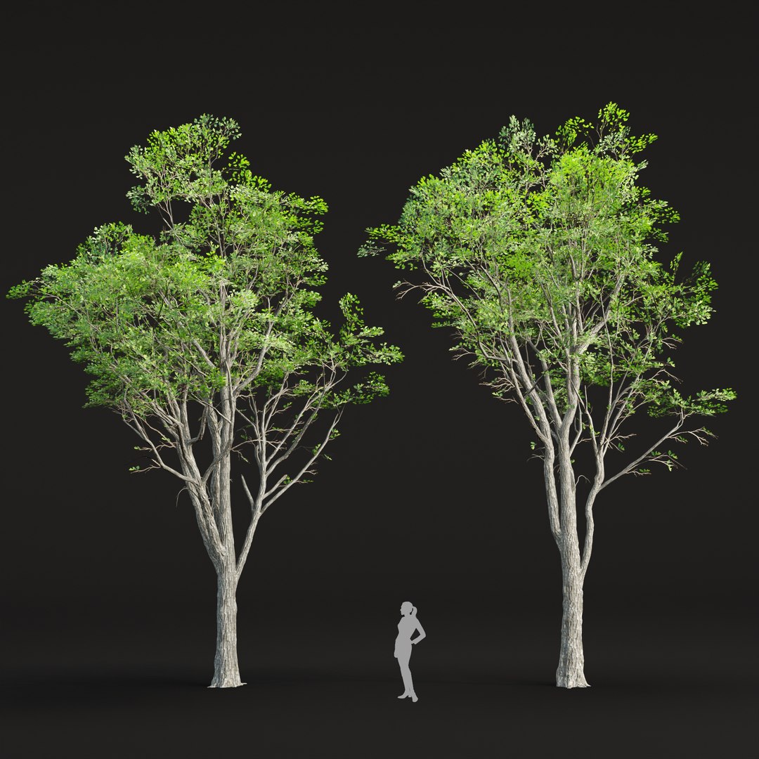 3D Oak Trees Collection Vol 2-Blender-3dmodel - TurboSquid 2267535