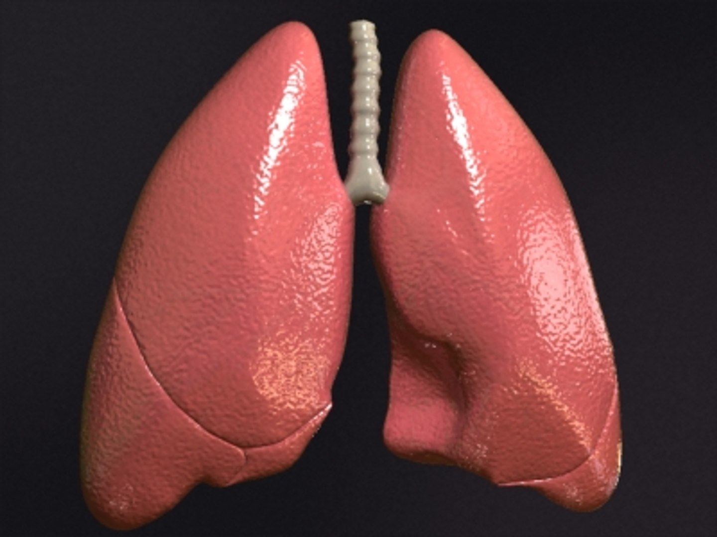 Realistic Lungs 3d Max