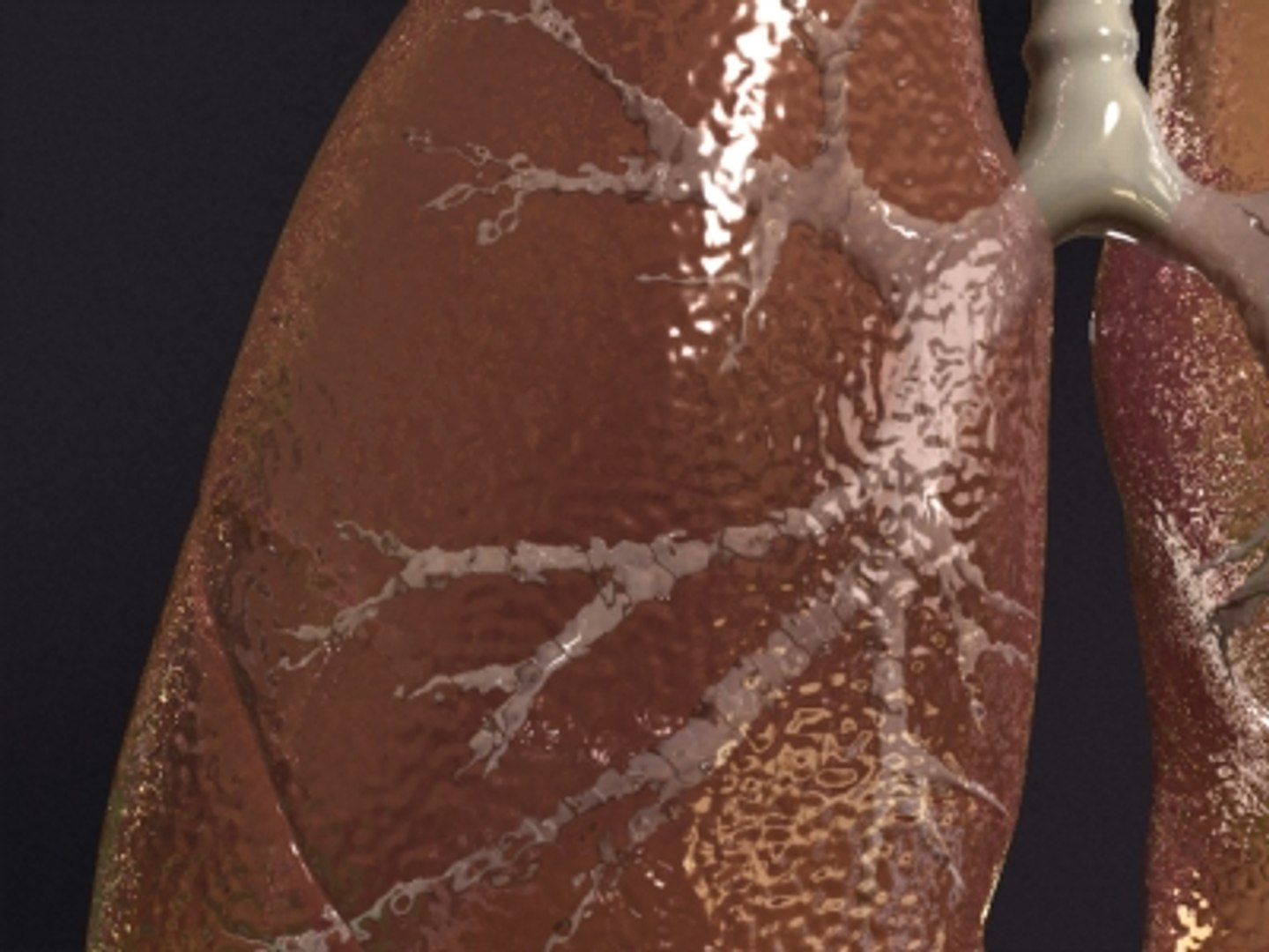 Realistic Lungs 3d Max
