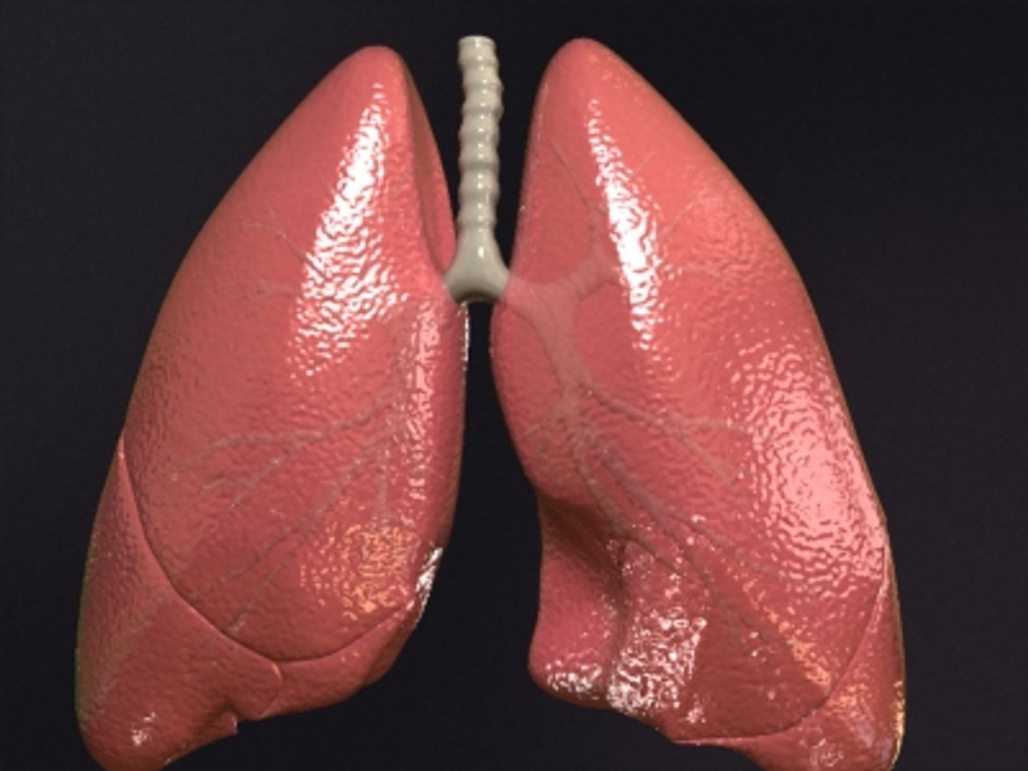 Realistic Lungs 3d Max