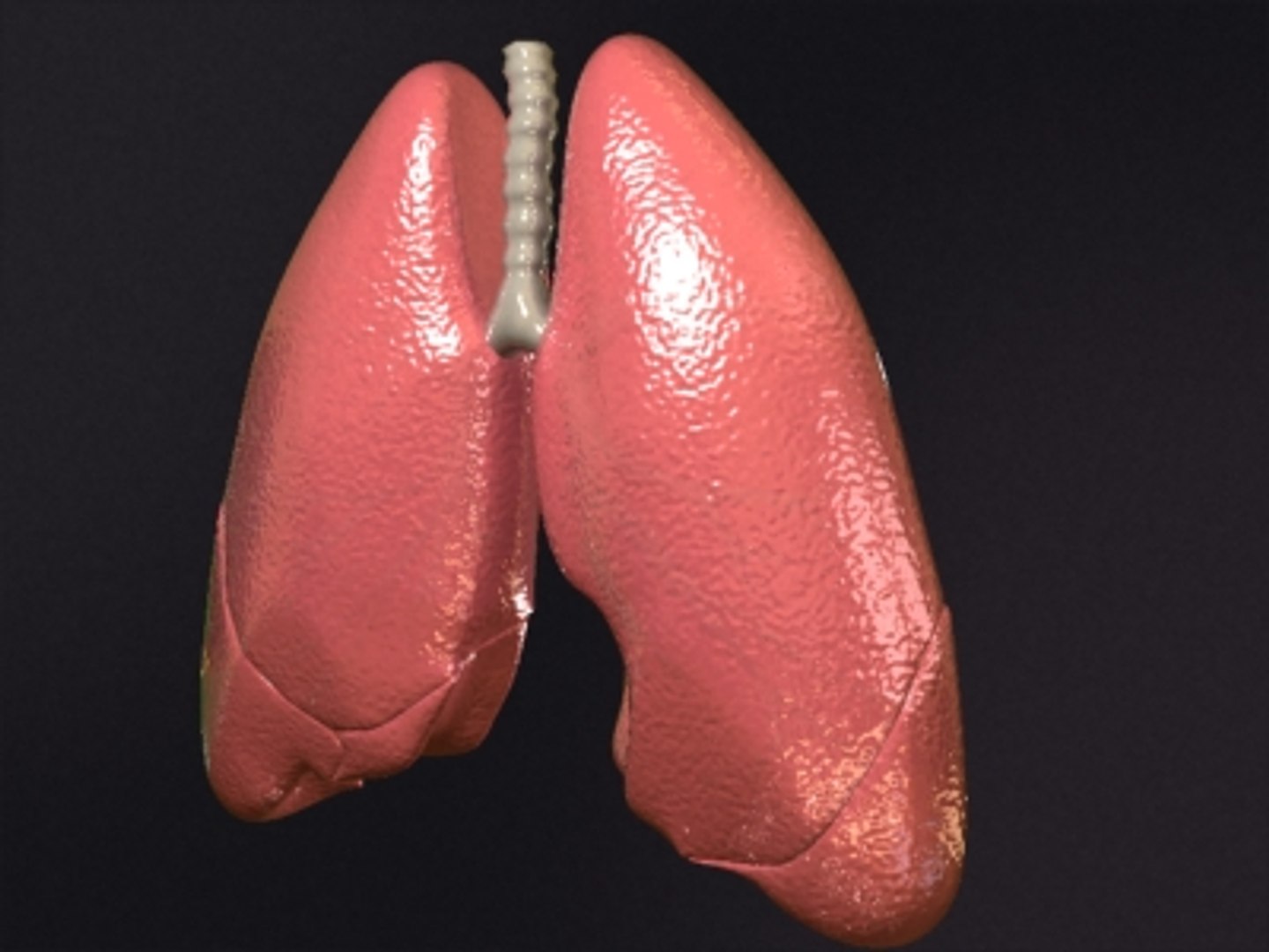 Realistic Lungs 3d Max