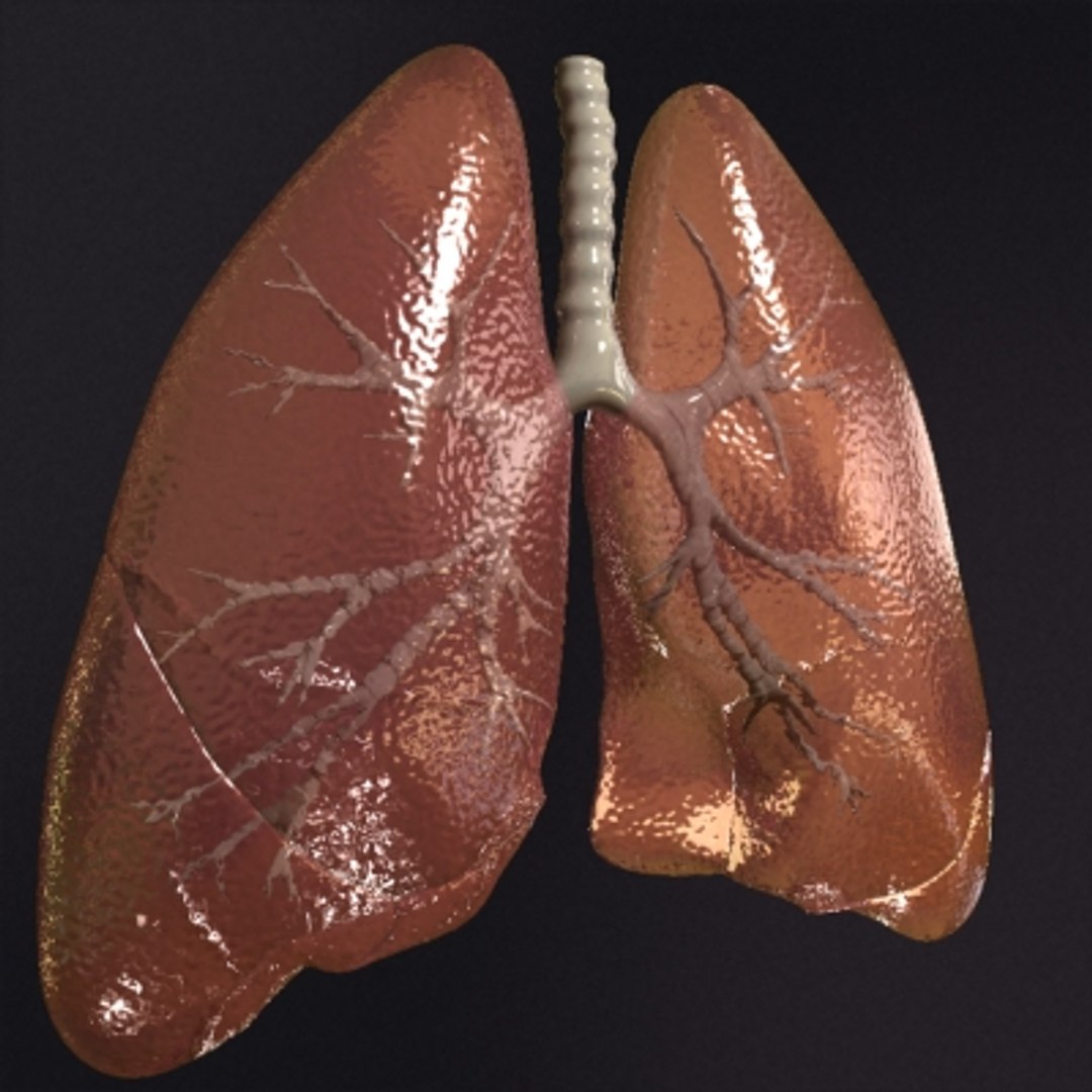 Realistic Lungs 3d Max