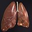 Realistic Lungs 3d Max