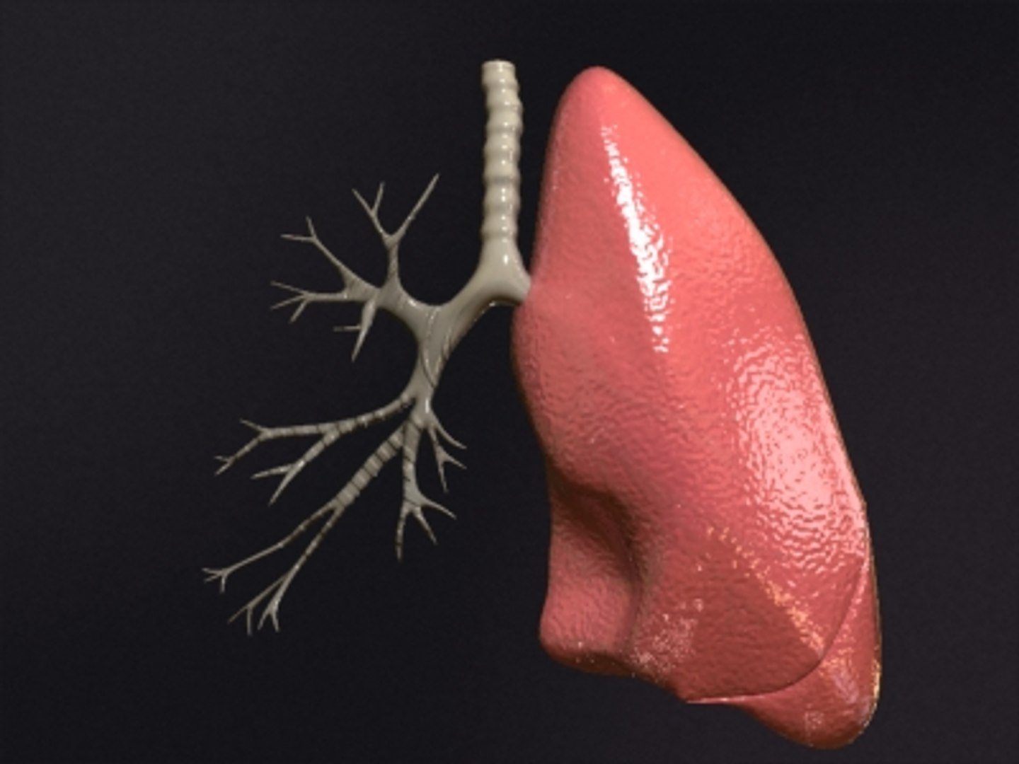 Realistic Lungs 3d Max