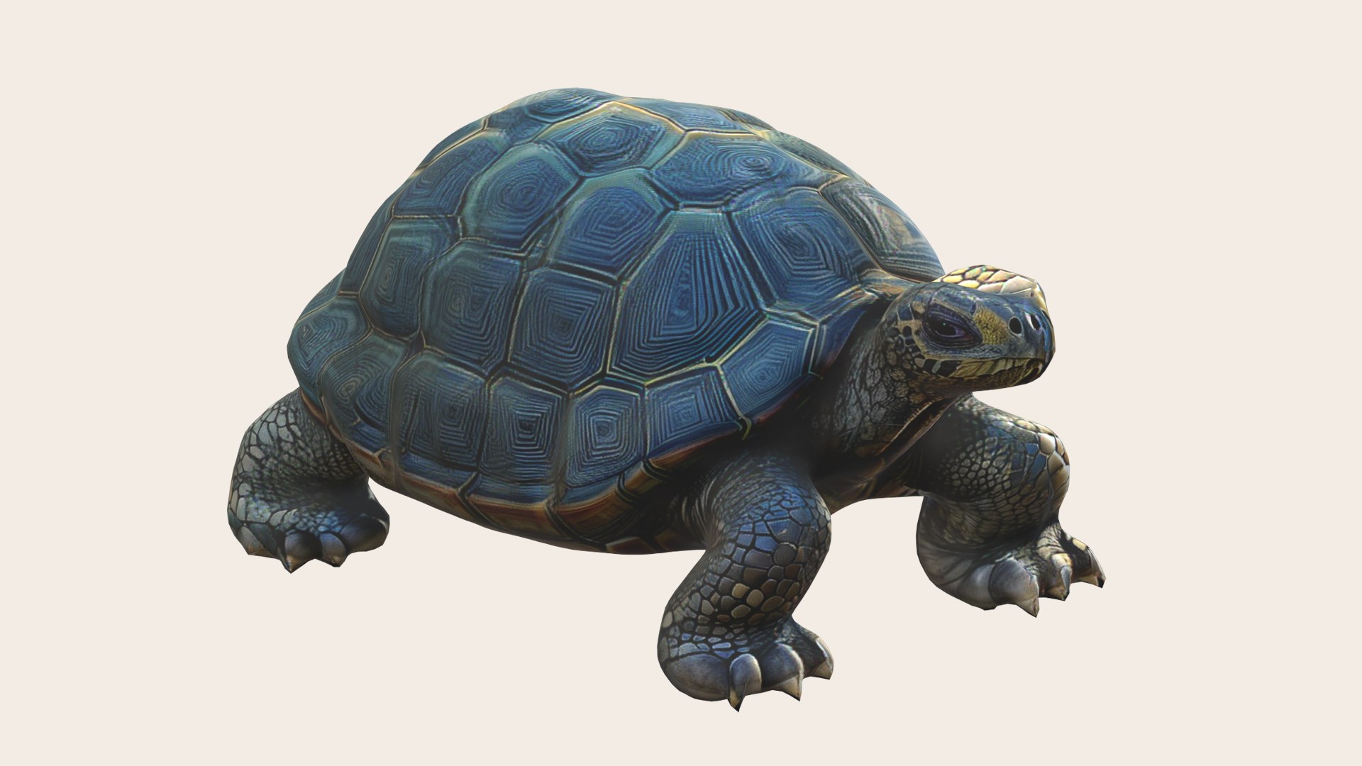 Tortoise Turtle 3D Model - TurboSquid 2194655