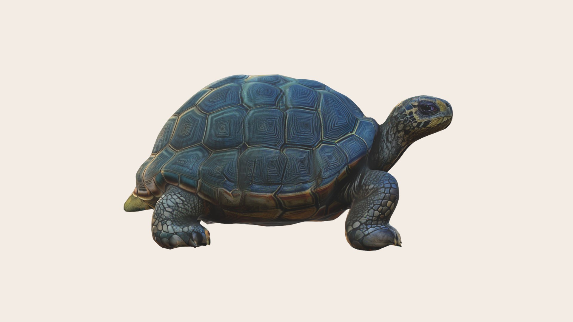 Tortoise Turtle 3D Model - TurboSquid 2194655