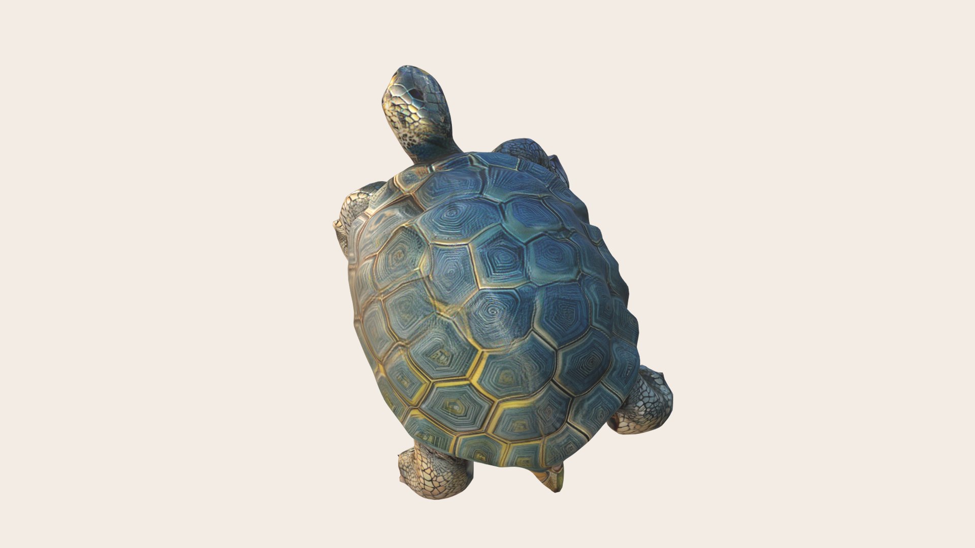 Tortoise Turtle 3D Model - TurboSquid 2194655
