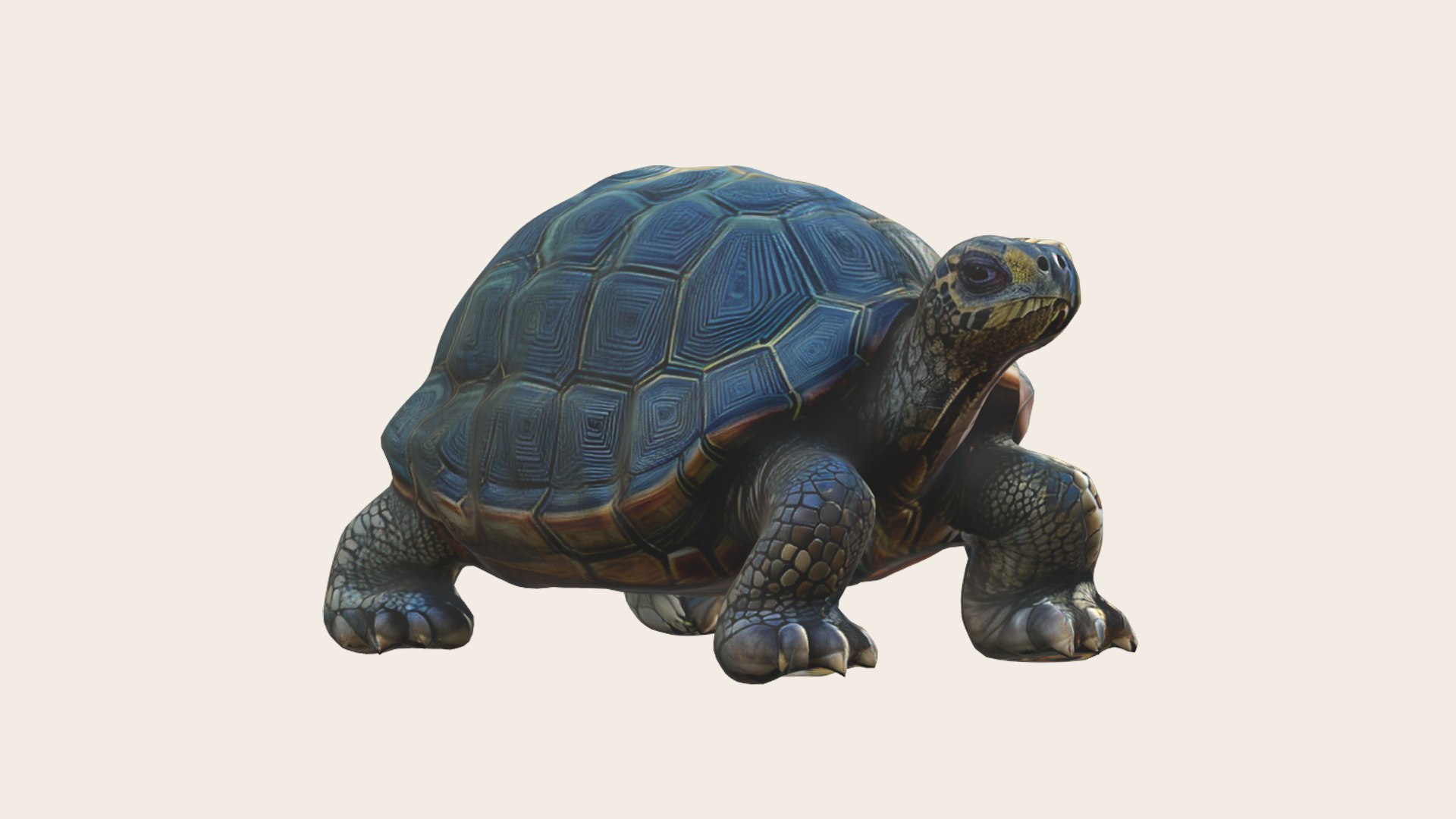 Tortoise Turtle 3D Model - TurboSquid 2194655