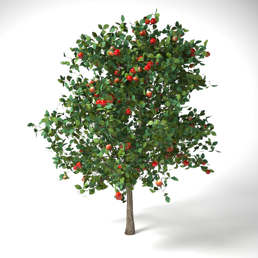 3D Apple Tree 3 7 Model - TurboSquid 1199232