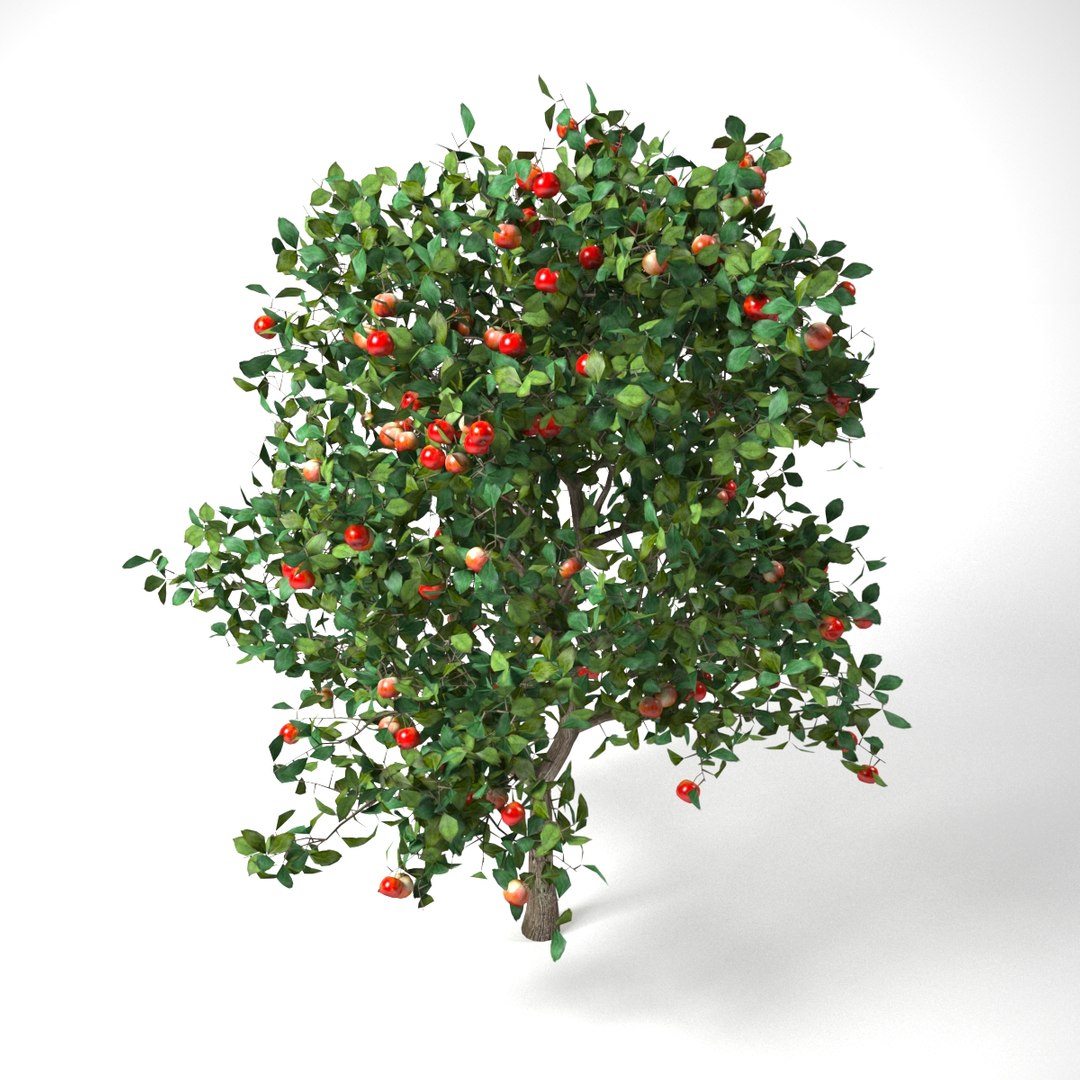 3D Apple Tree 3 7 Model - TurboSquid 1199232