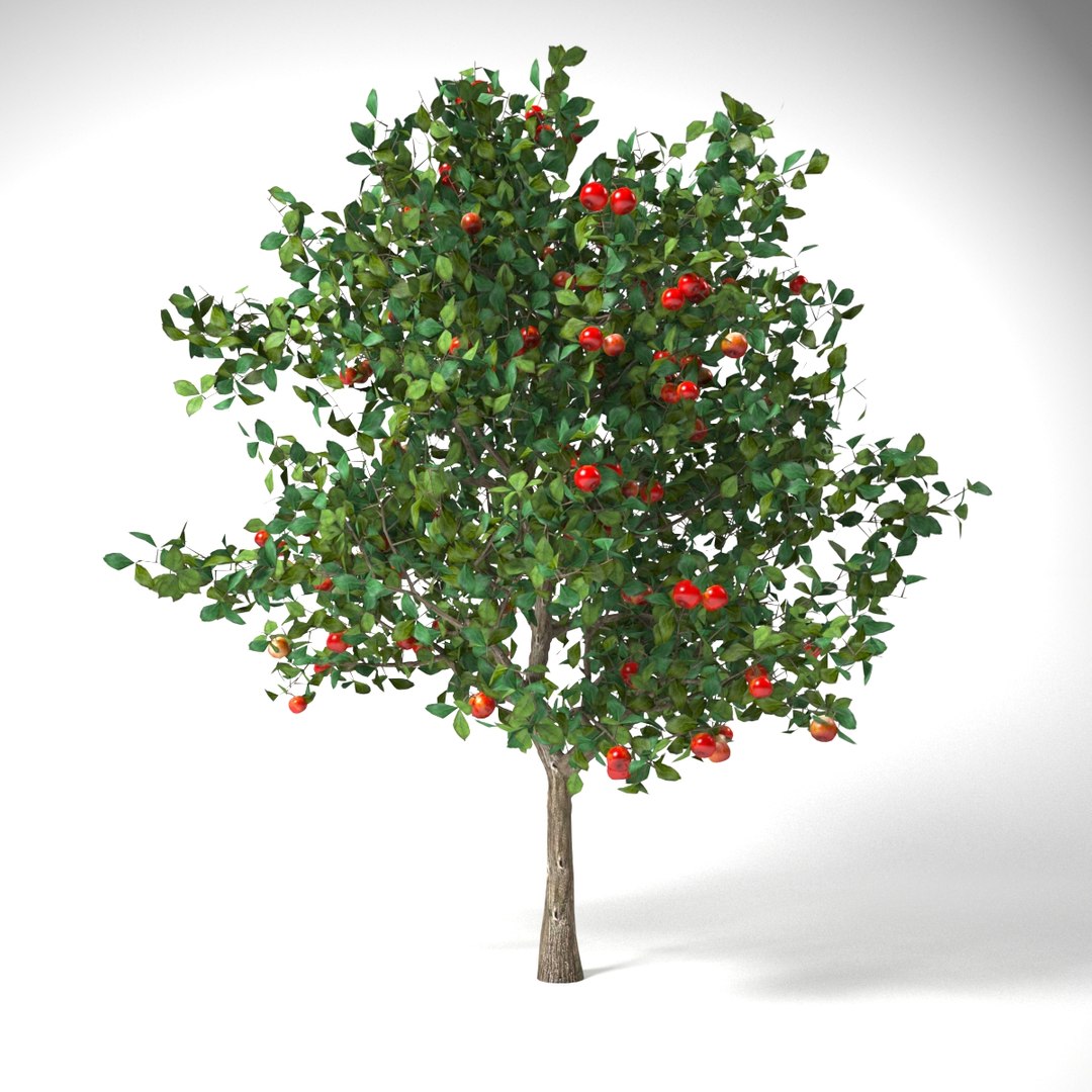3D Apple Tree 3 7 Model - TurboSquid 1199232