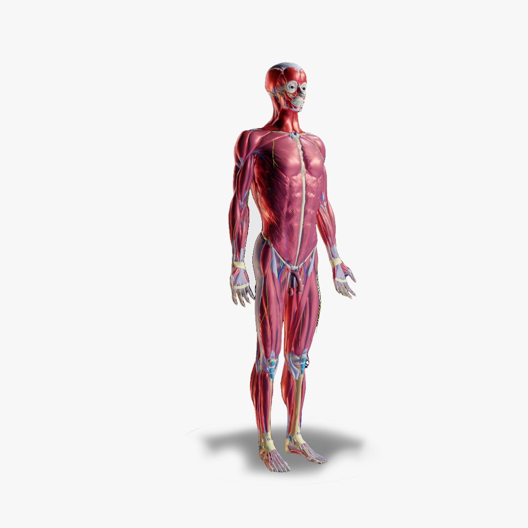 Full Male Anatomy 3D model - TurboSquid 2053495