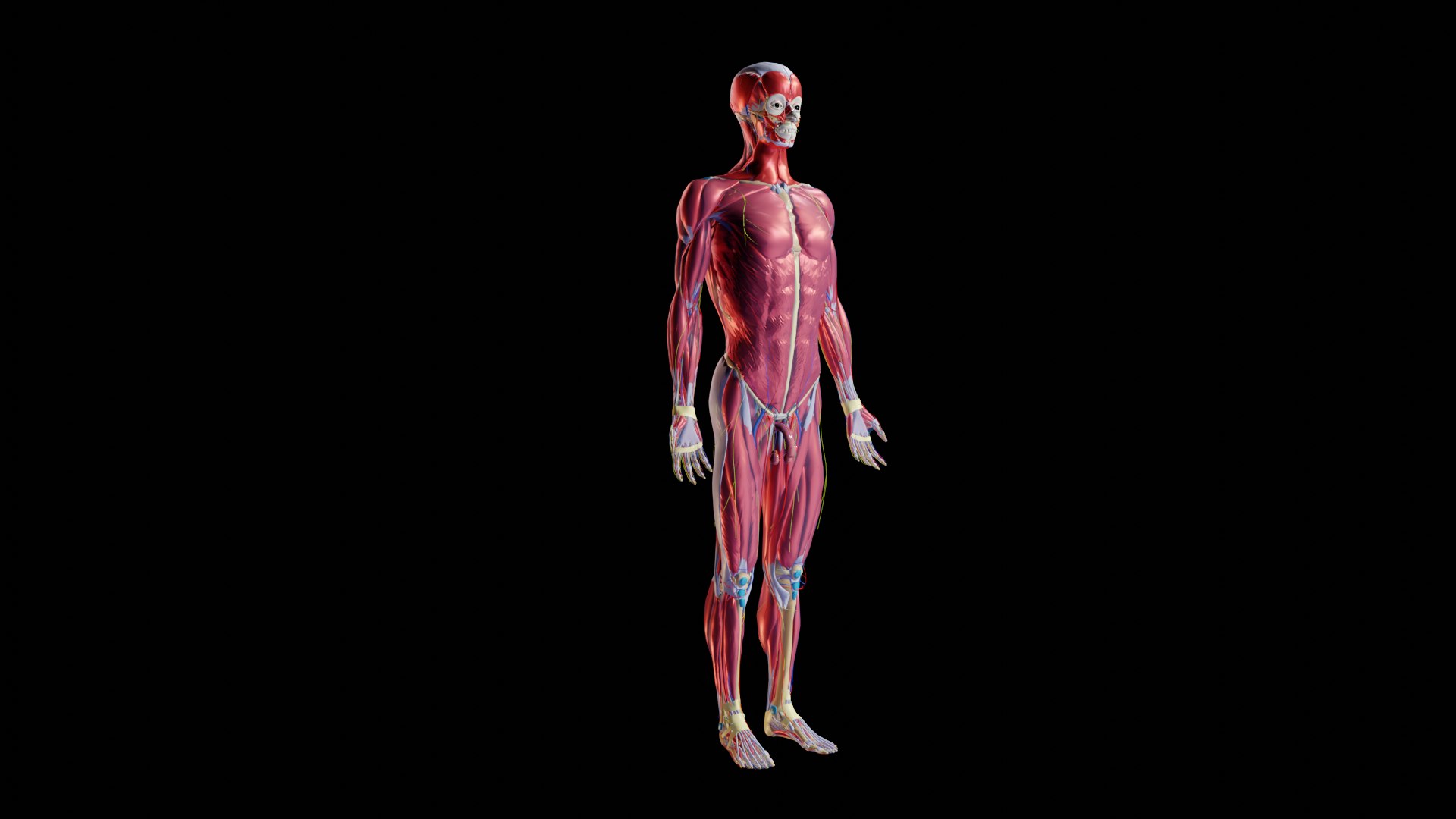 Full Male Anatomy 3D model - TurboSquid 2053495