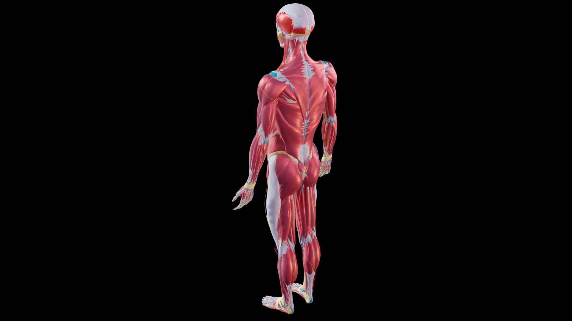 Full Male Anatomy 3D model - TurboSquid 2053495