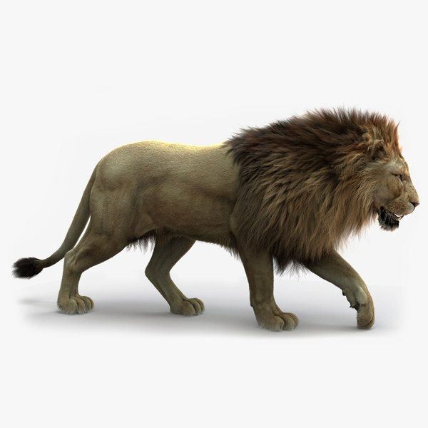 Lion 3D Models for Download | TurboSquid