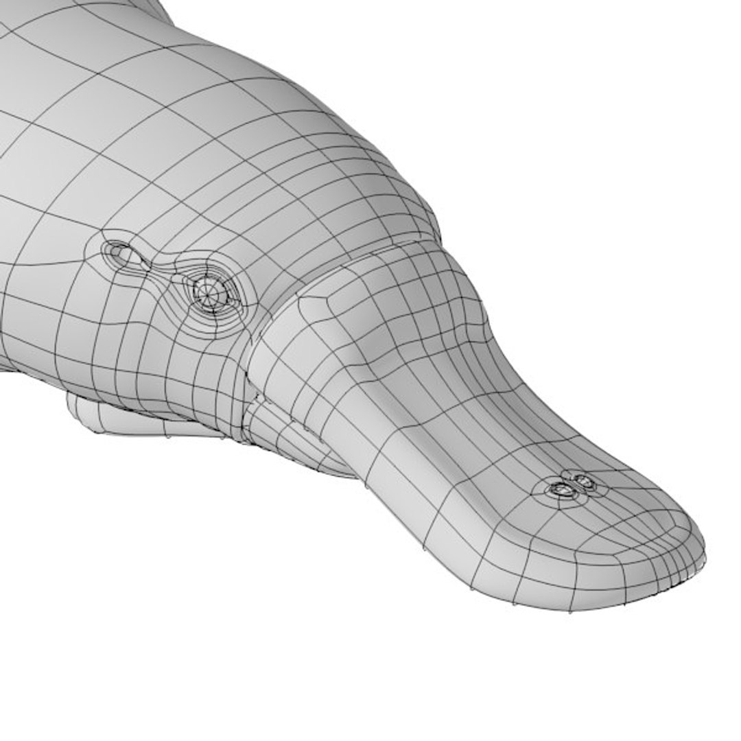 Ornithorhynchus Anatinus 3d Obj