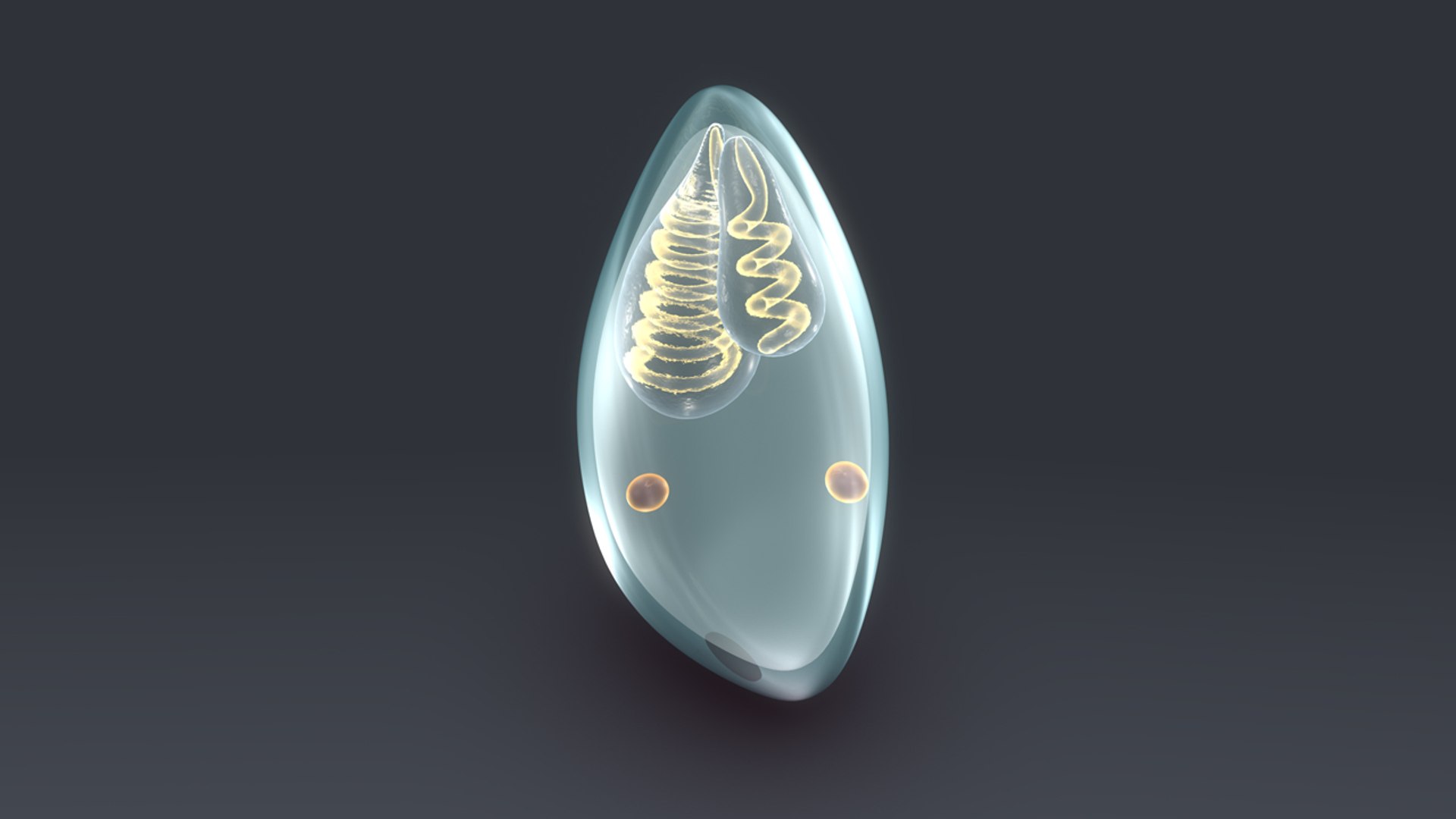 3d Myxobolus Myxozoa Parasites Model