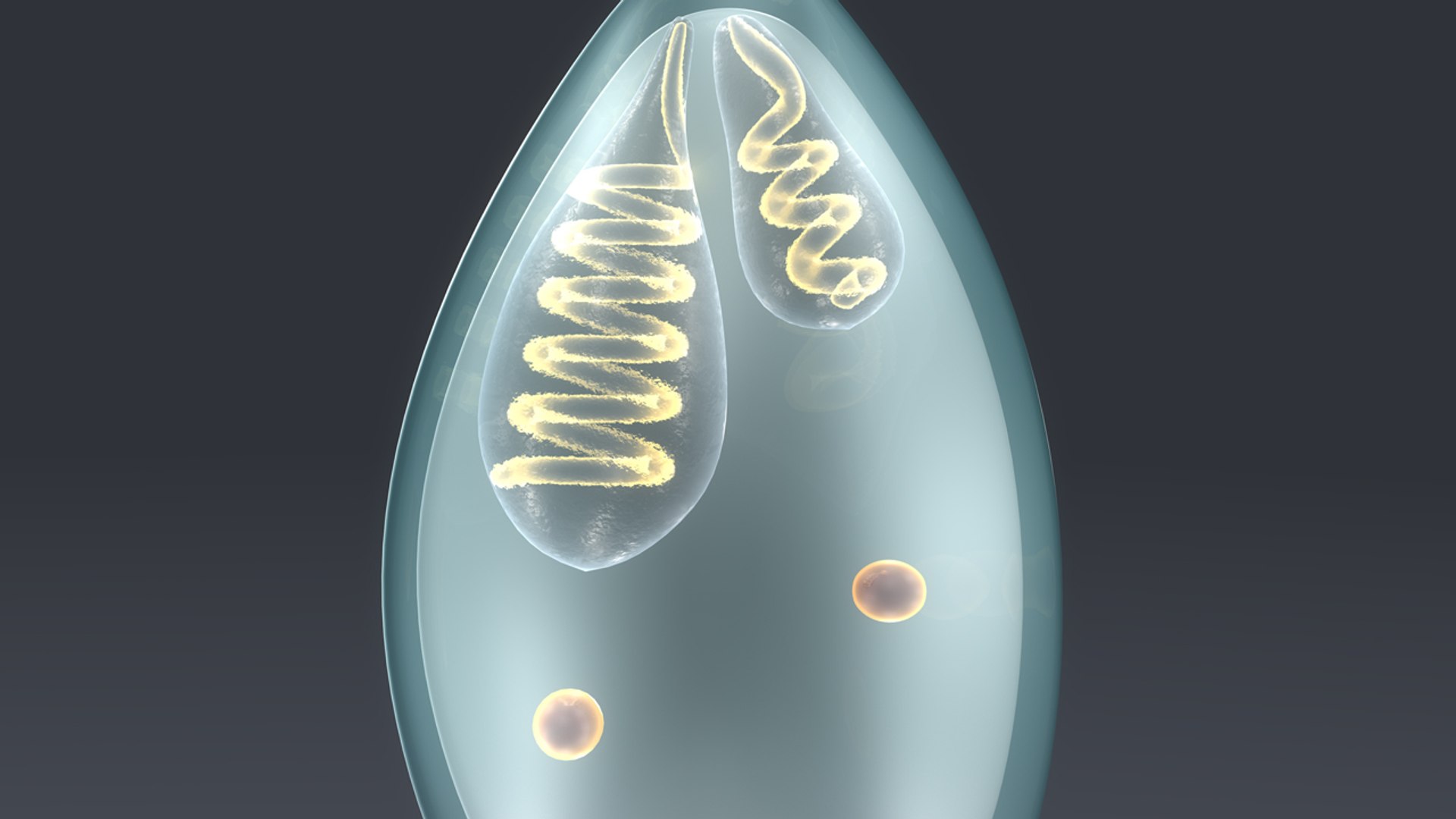 3d Myxobolus Myxozoa Parasites Model