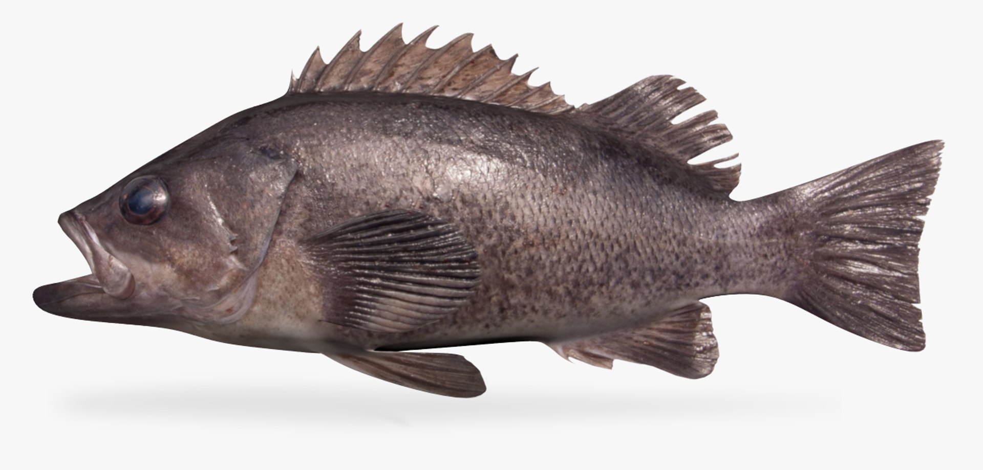 3D Model Black Rockfish - TurboSquid 1336381