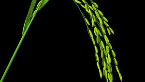 Rice 3D Models for Download | TurboSquid