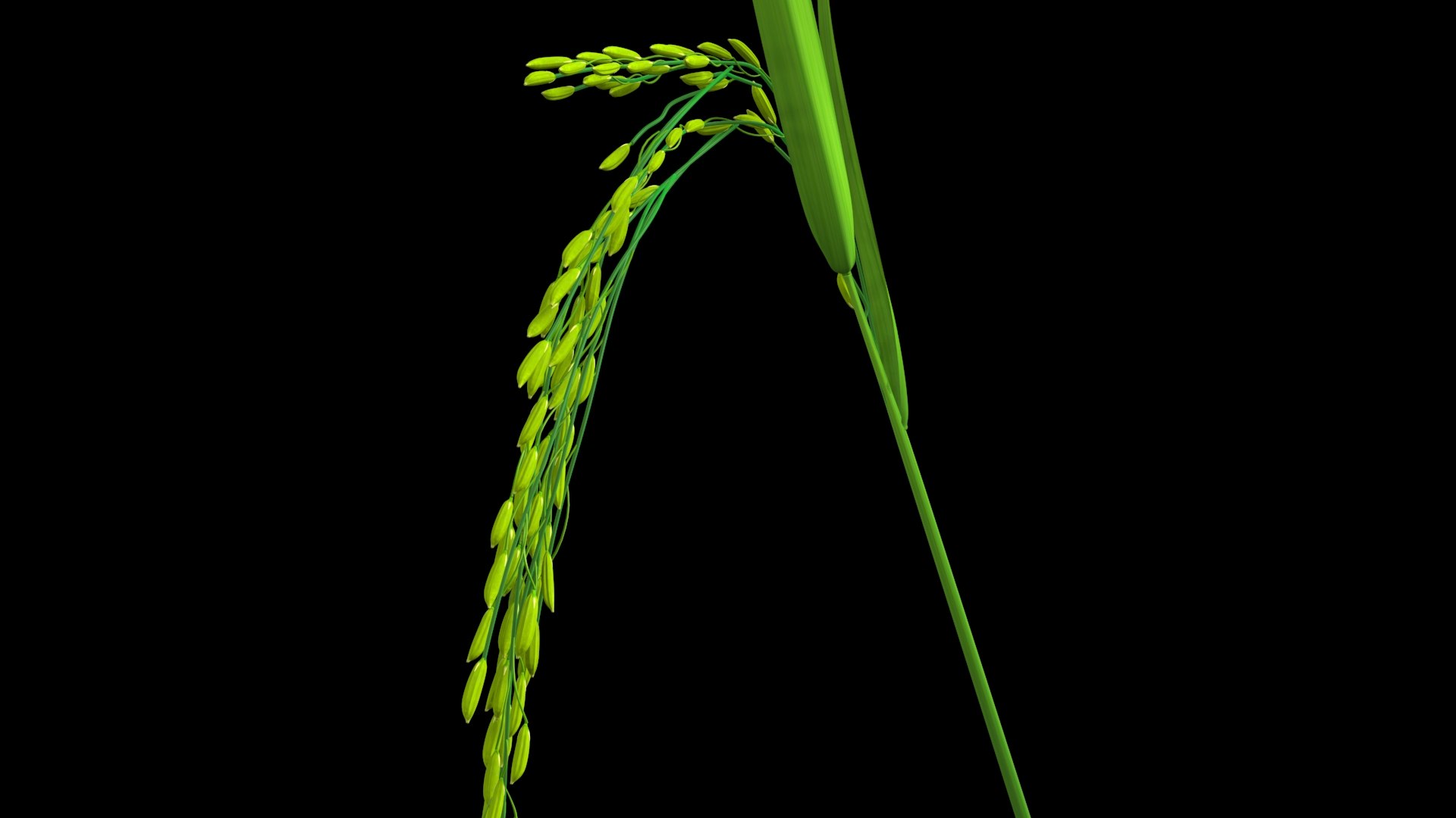 3D Oryza Rice Model - TurboSquid 1696300