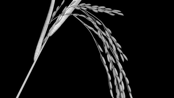 3D oryza rice model - TurboSquid 1696300