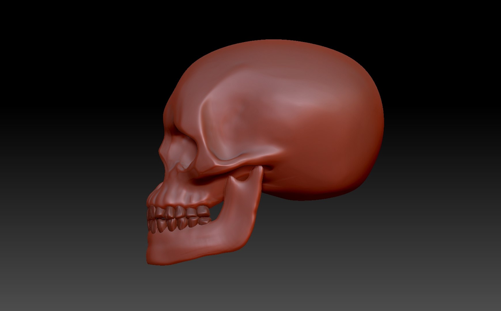 3d human skull model