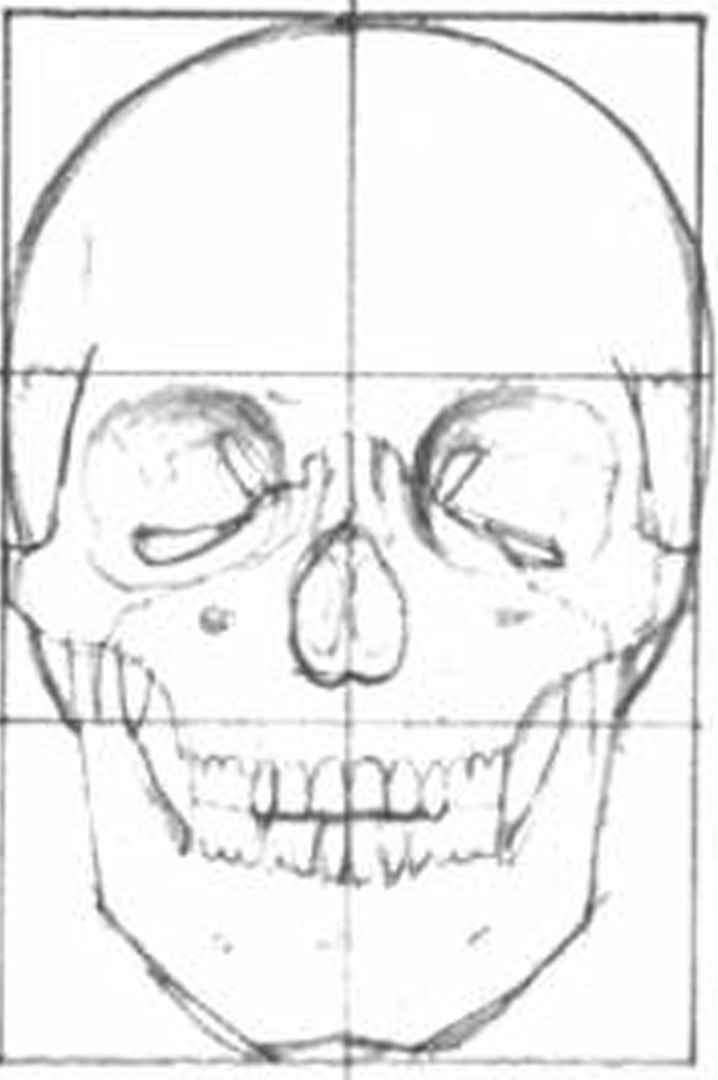 3d human skull model