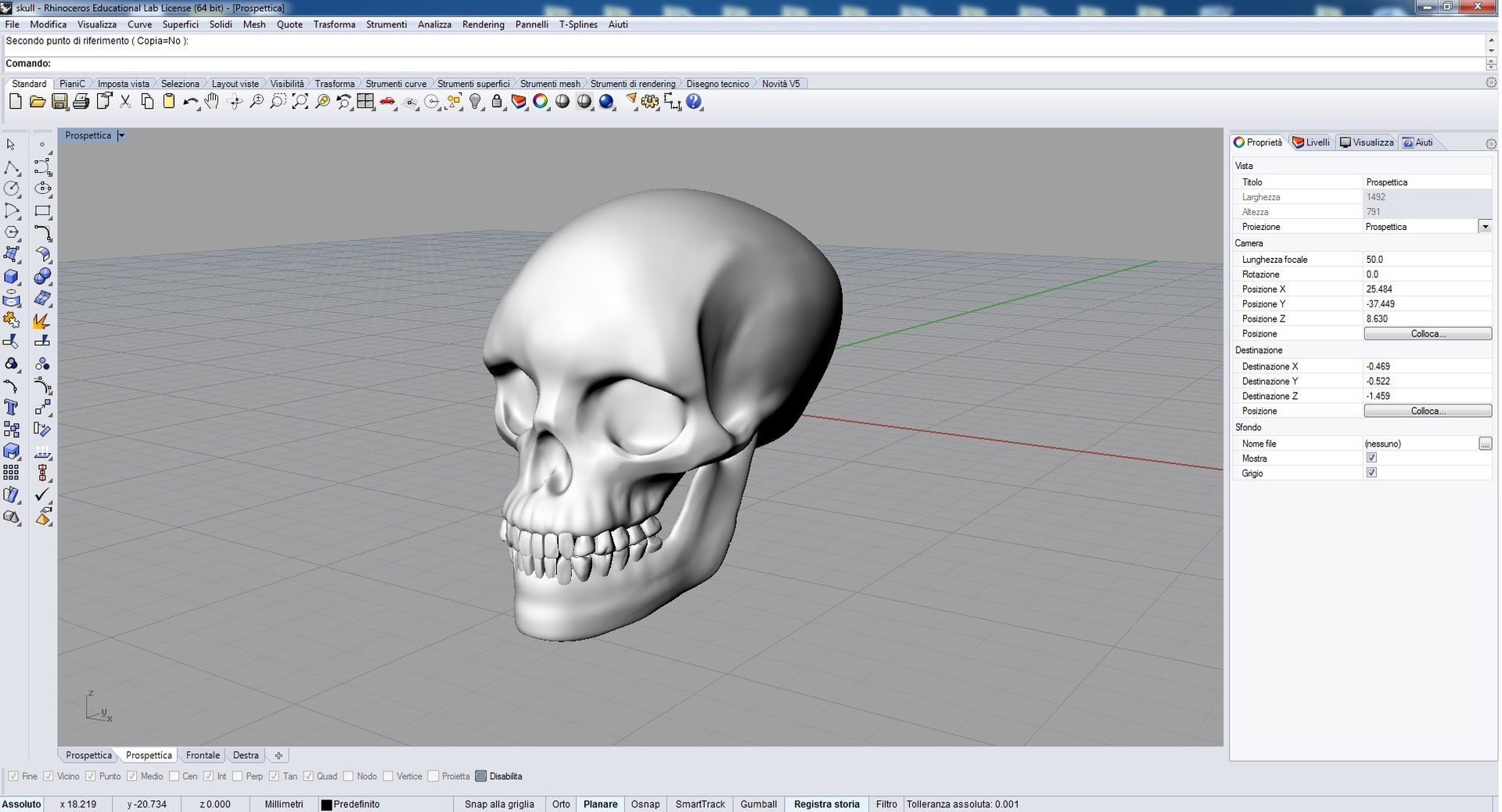 3d human skull model