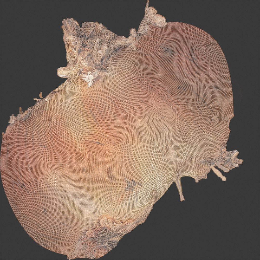 Scanned Onion 3D Model - TurboSquid 1476399