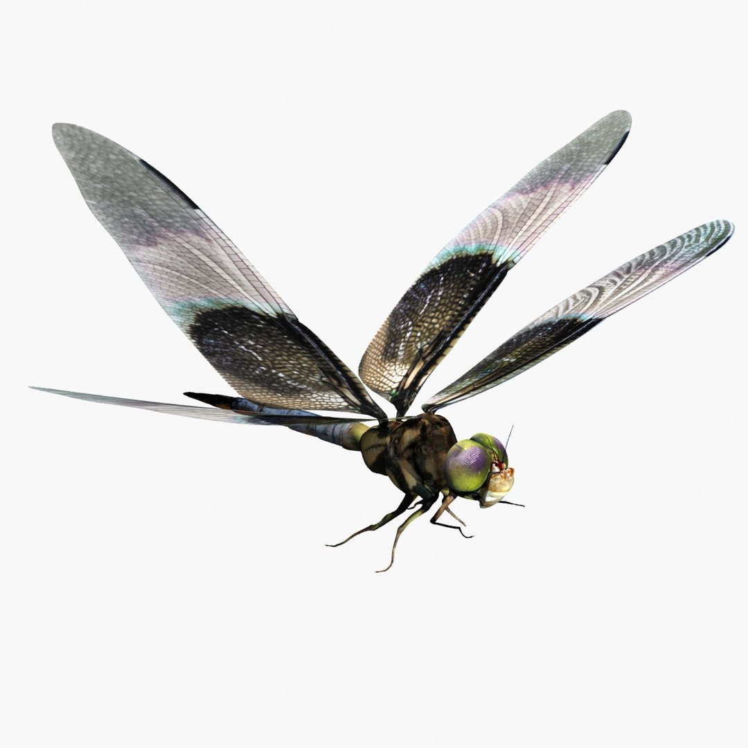 Max Dragonfly Flying