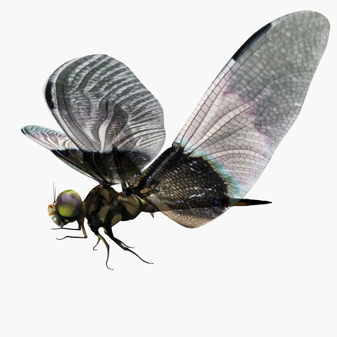 Max Dragonfly Flying