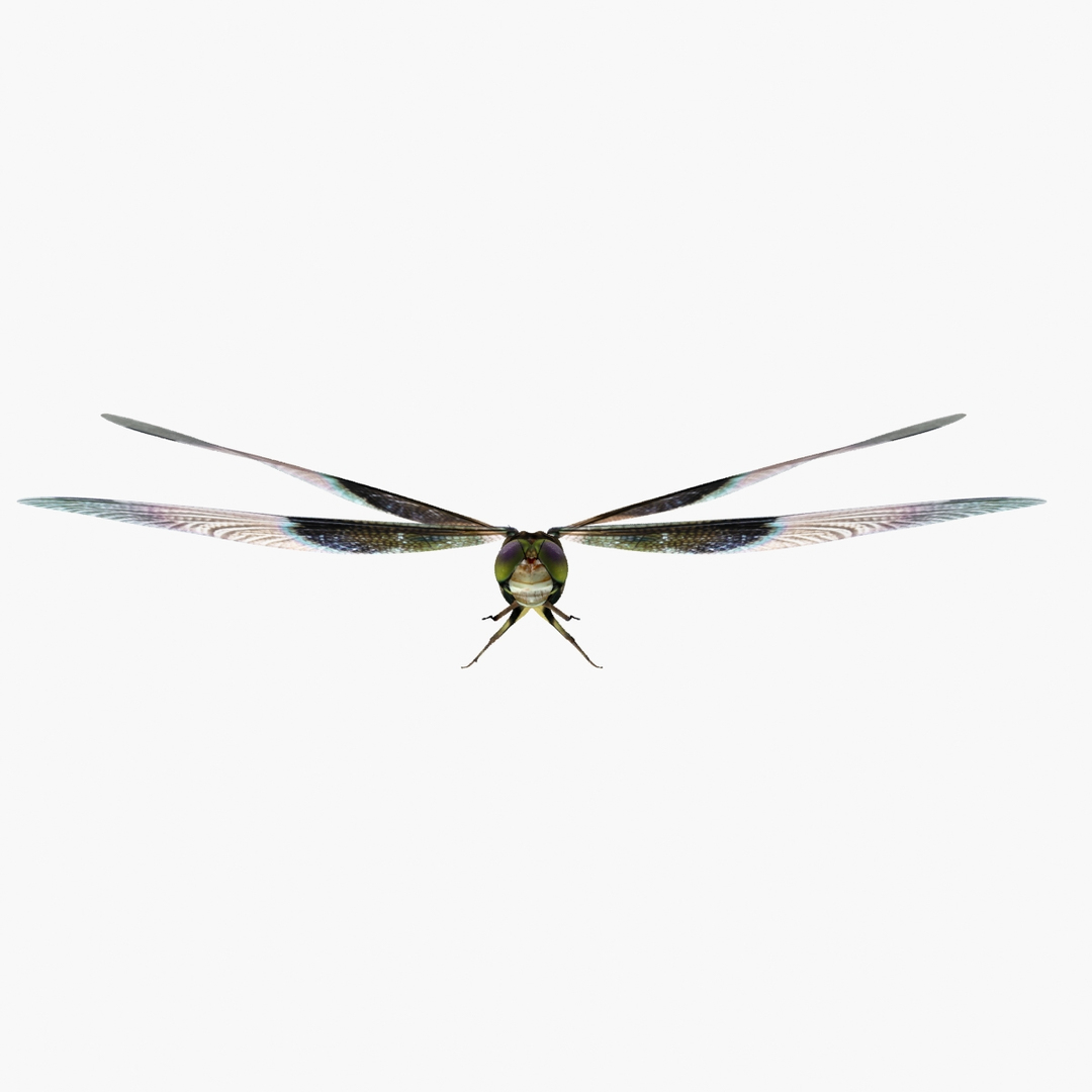 Max Dragonfly Flying