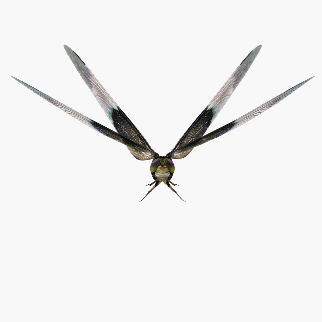 Max Dragonfly Flying