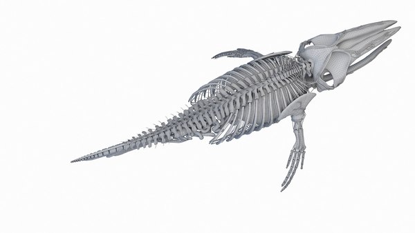 Buckelwal-Anatomie 3D-Modell - TurboSquid 1955114